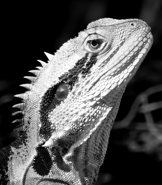 Lounging Lizard - The Mono Awards