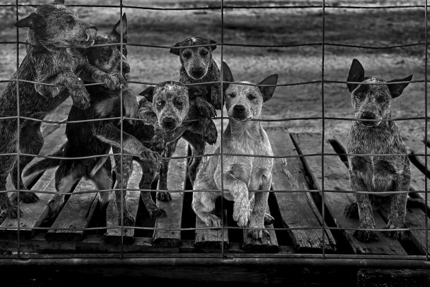 Sibling Rivalry - The Mono Awards