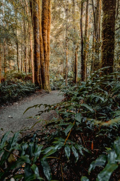 Rainforest Path - Australian Photography