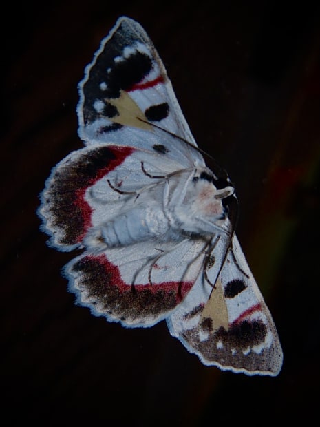 The Red-Lined Looper - Photographer of the Year