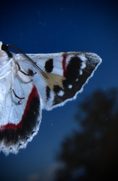 The Red-Lined Looper - Photographer of the Year