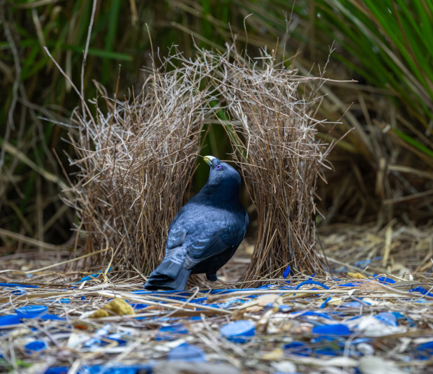 Satin Bowerbirds - Photographer of the Year