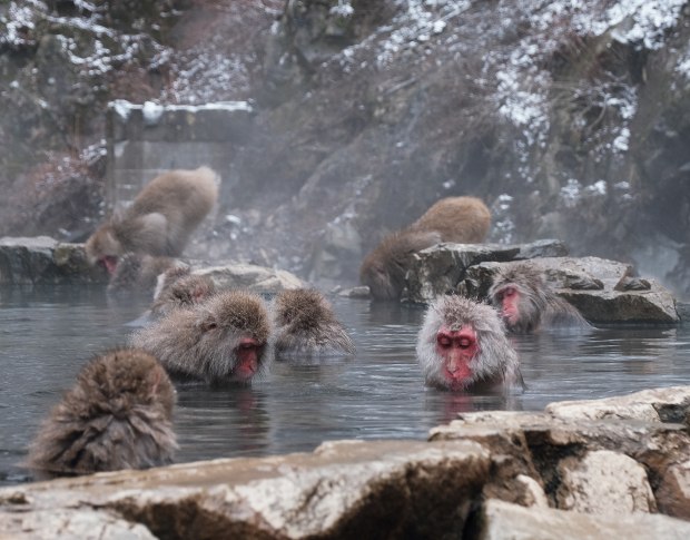 Japanese snow monkeys in the hot spring. - Capture magazine