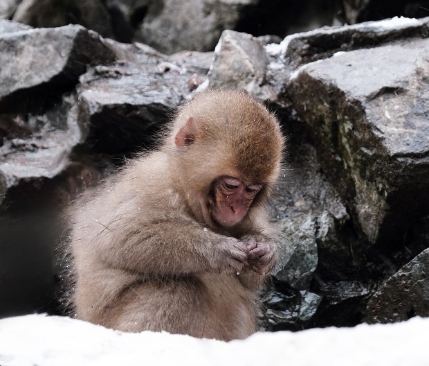 Japanese snow monkeys in the hot spring. - Capture magazine