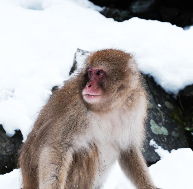 Japanese snow monkeys in the hot spring. - Capture magazine