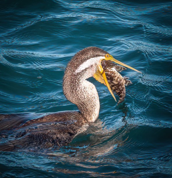 Spikey morsel for breakfast - Australian Photography