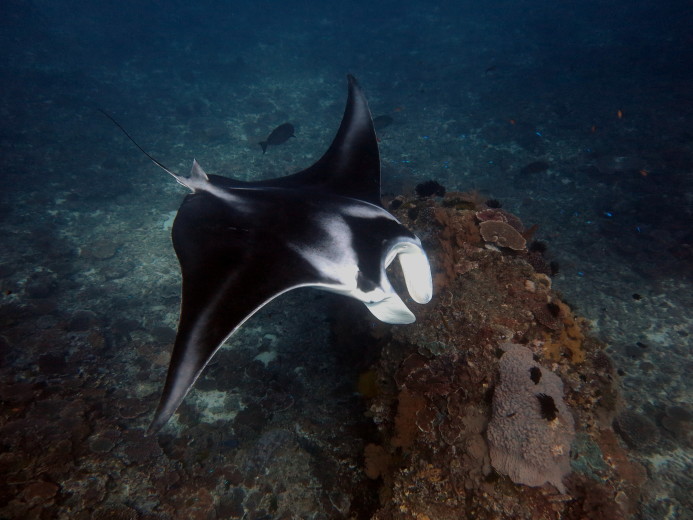 Underwater Living - Australian Photography