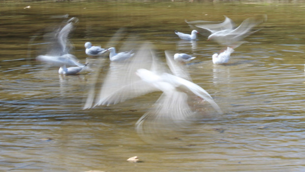 Wet wings - Australian Photography